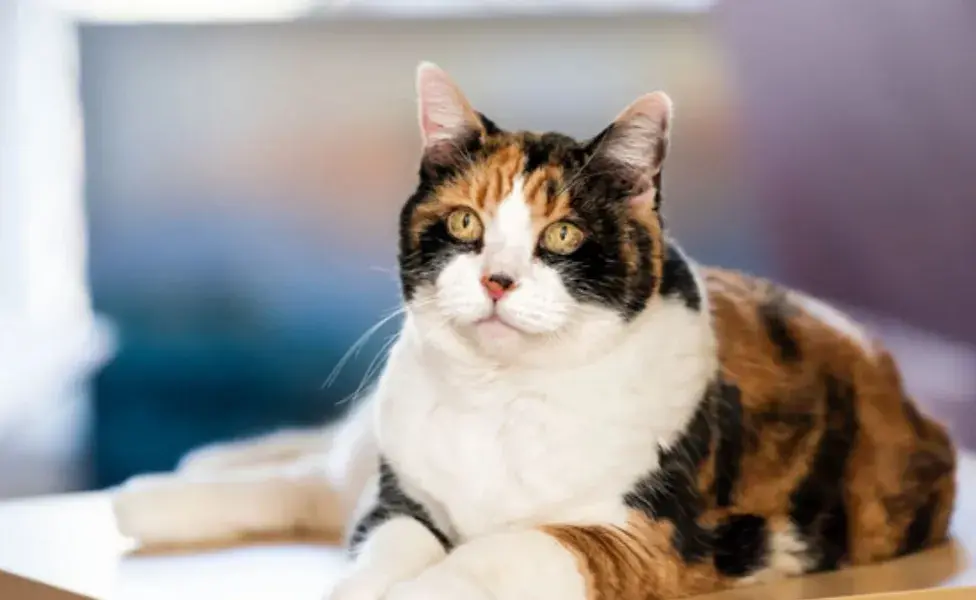 5 colores diferentes de gatos y una curiosidad de cada uno | Patas en Casa