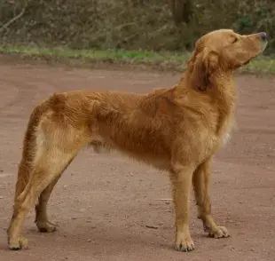 Estas son las razas más populares de perros chatos | Patas en Casa