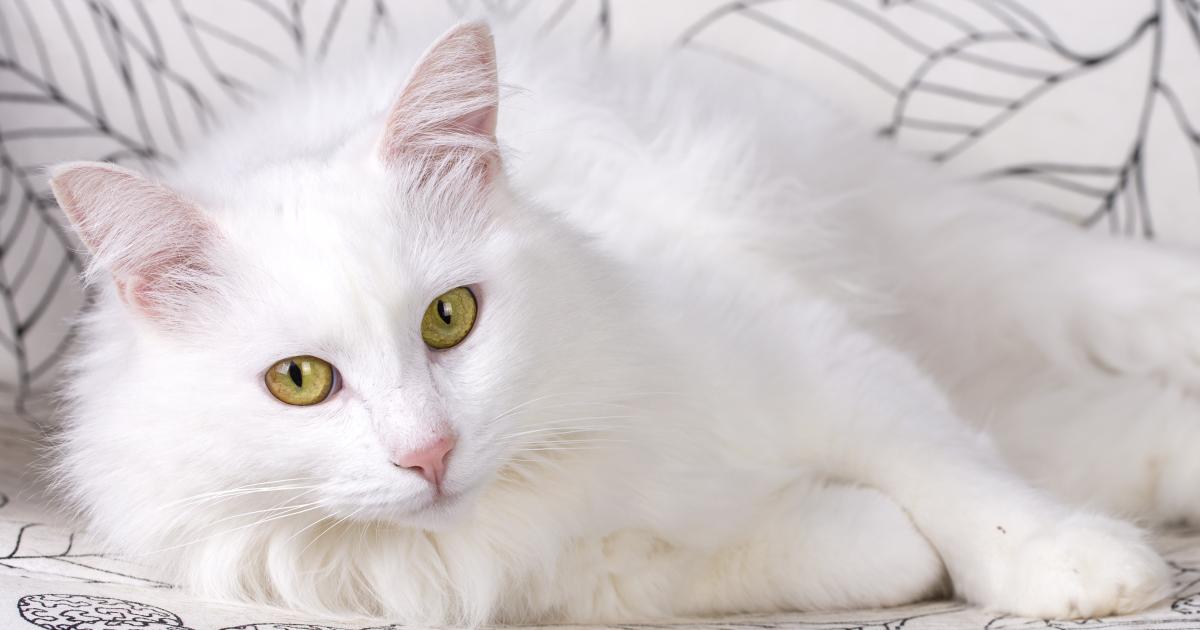Gato de angora: cuidados, alimentación y personalidad | Patas en Casa