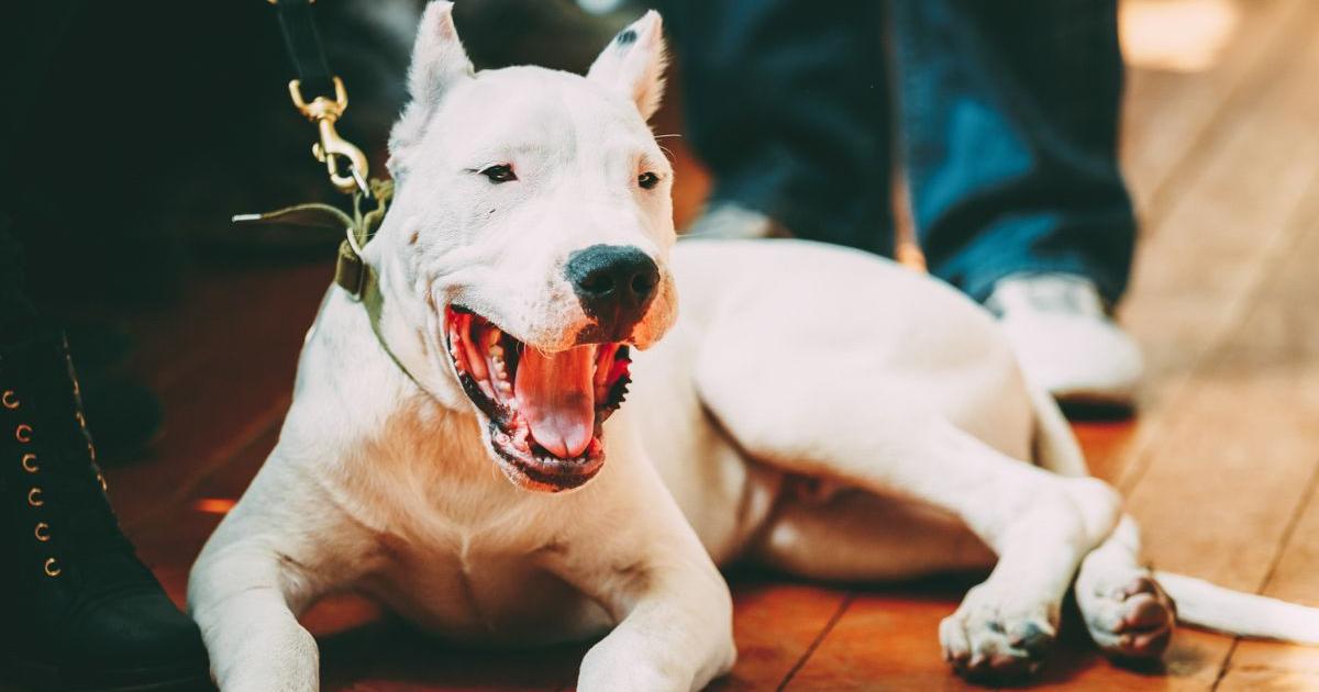 Orígenes del perro Dogo argentino y sus características | Patas en Casa