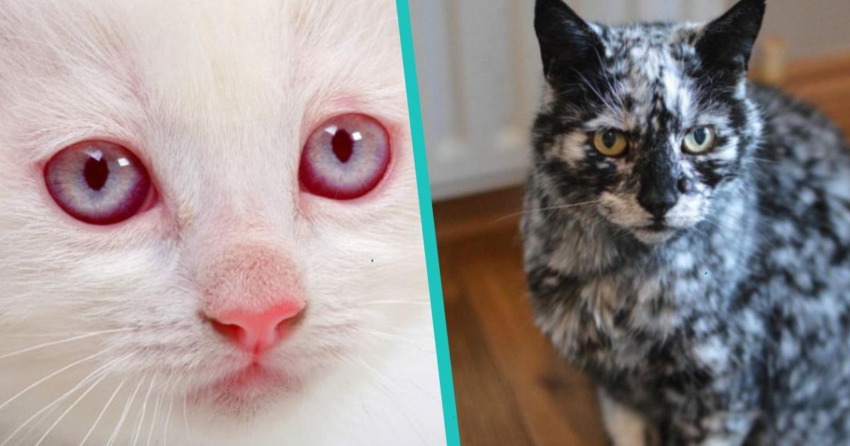 5 colores diferentes de gatos y una curiosidad de cada uno | Patas en Casa