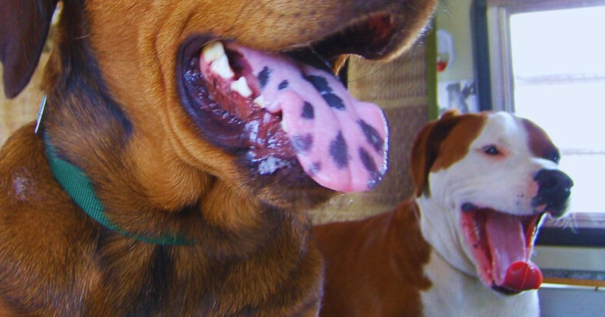 ¿Qué significa el color de la lengua de tu perro? Todo lo que debes ...